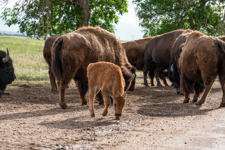 Top 7 Animal Encounters Near Denver Colorado - Trailing Away