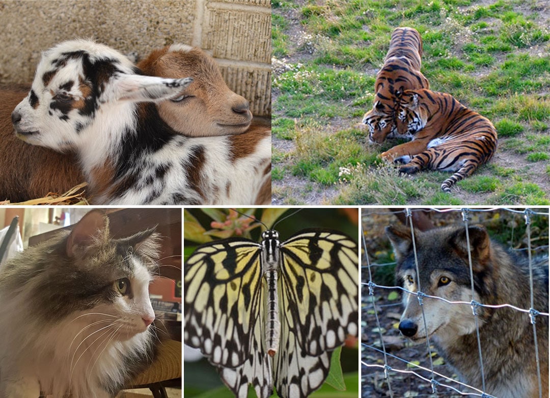 5 Can't-Miss Animal Experiences Near Denver - Trailing Away