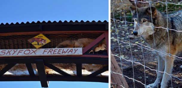 Top 7 Animal Encounters Near Denver Colorado - Trailing Away