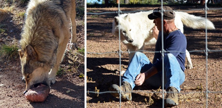 Top 7 Animal Encounters Near Denver Colorado - Trailing Away
