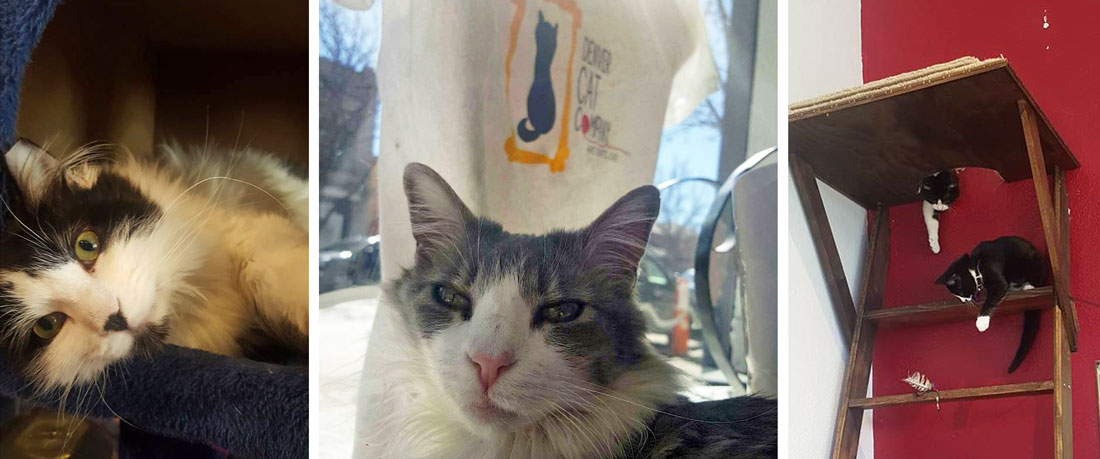 Top 7 Animal Encounters Near Denver Colorado - Trailing Away