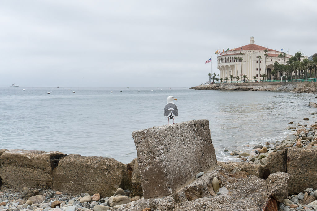 Getaway to Catalina Island: Avalon & Beyond | Trailing Away