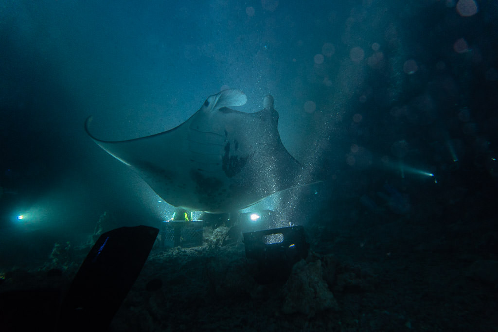 Big Island Hawaii Manta Ray Dive vs. Snorkel Experience