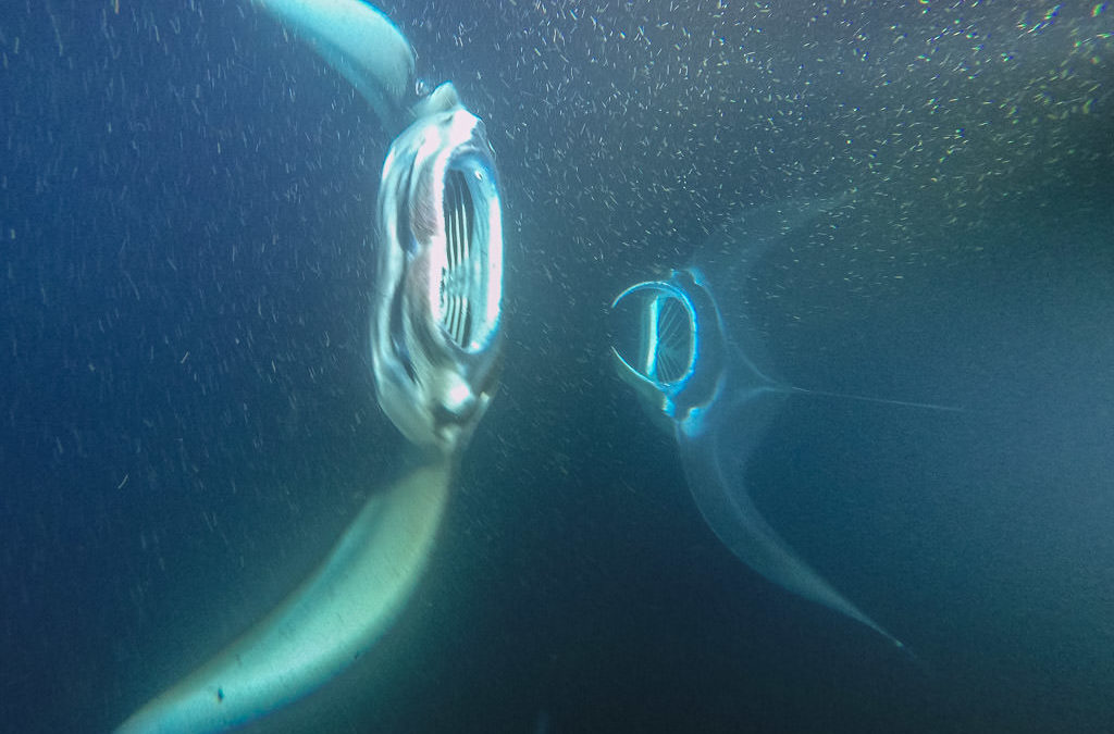 Hawaii Big Island Manta Ray Night Diving vs. Snorkeling - Trailing Away