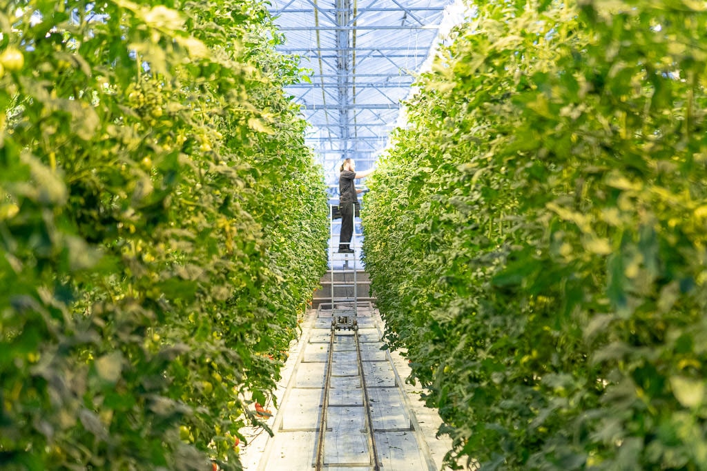 Fridheimar Greenhouse in Iceland's Golden Circle: An Unforgettable ...