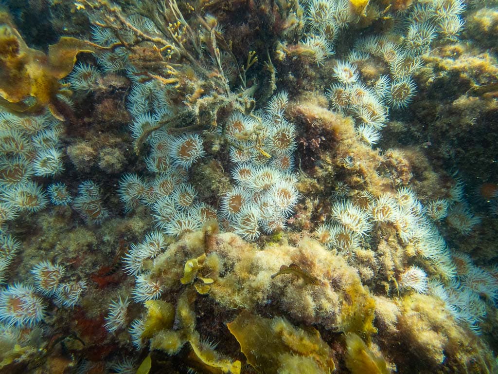 The Rock Overnight Cruise in Bay of Islands - Trailing Away